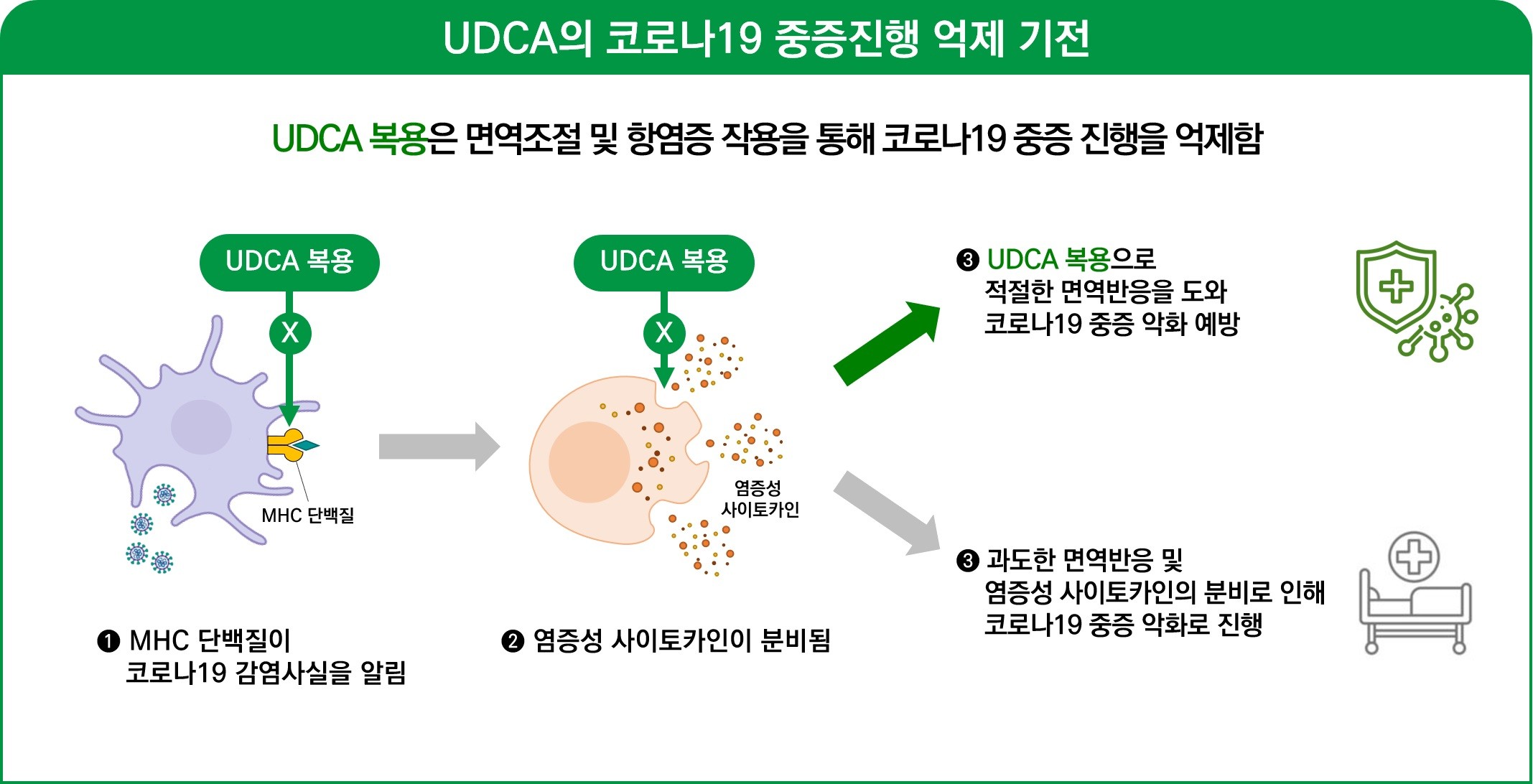 “간장약 성분 UDCA, 코로나19 감염 예방에도 효과”